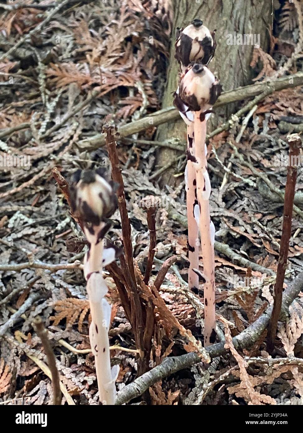 Ghost Pipe (Monotropa uniflora Stock Photo - Alamy
