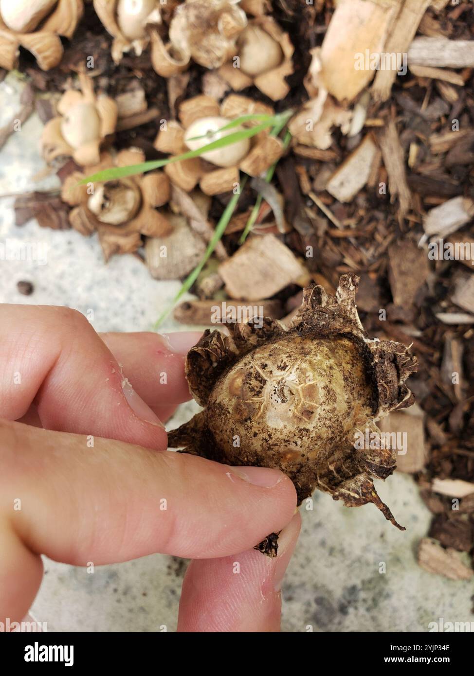 rounded earthstar (Geastrum saccatum Stock Photo - Alamy