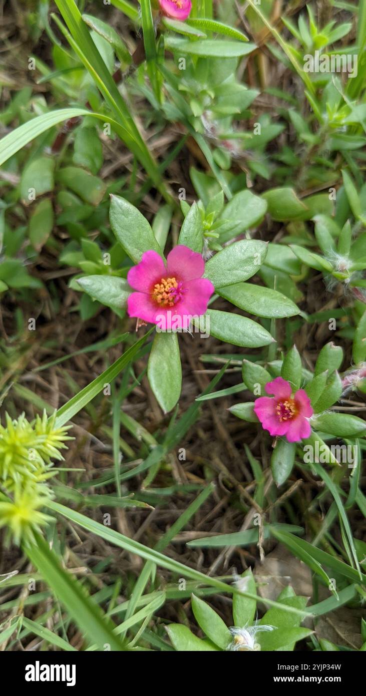 Paraguayan Purslane (Portulaca amilis Stock Photo - Alamy