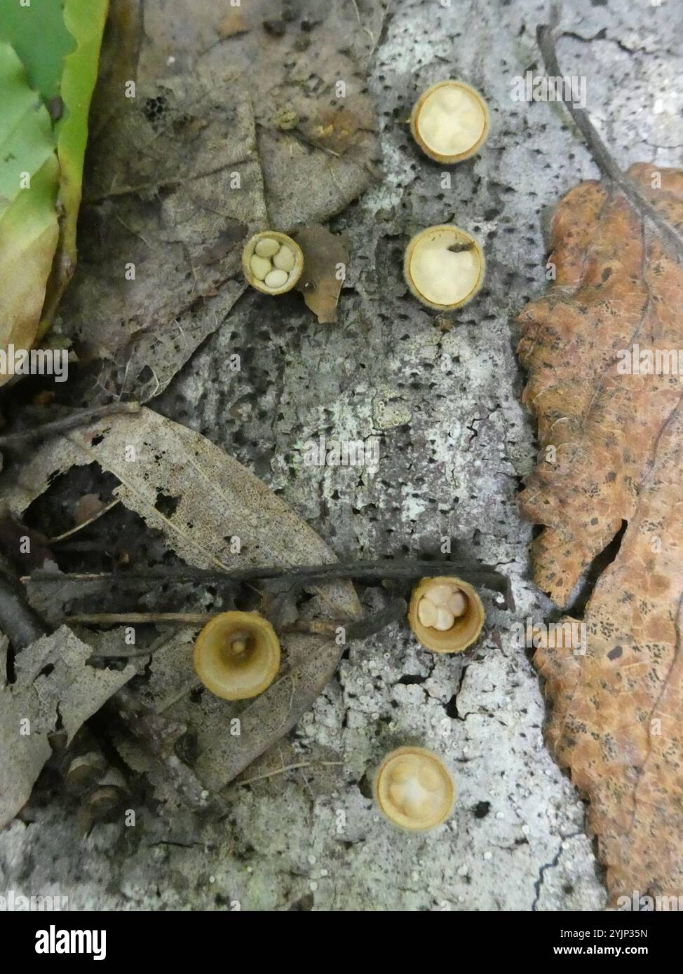 common bird's nest fungus (Crucibulum laeve Stock Photo - Alamy