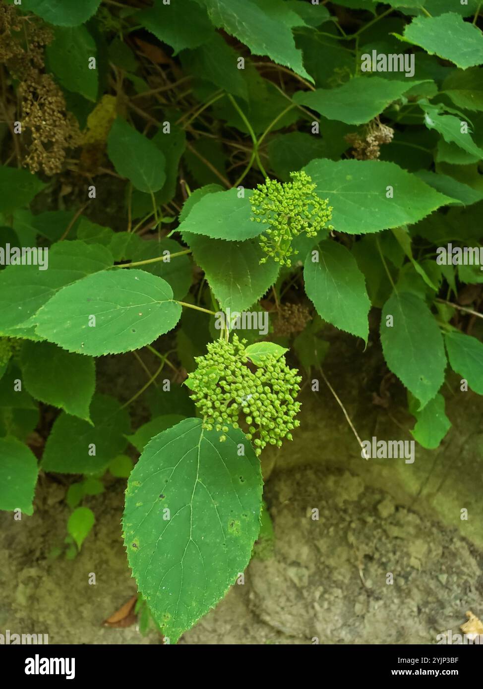 wild hydrangea (Hydrangea arborescens Stock Photo - Alamy