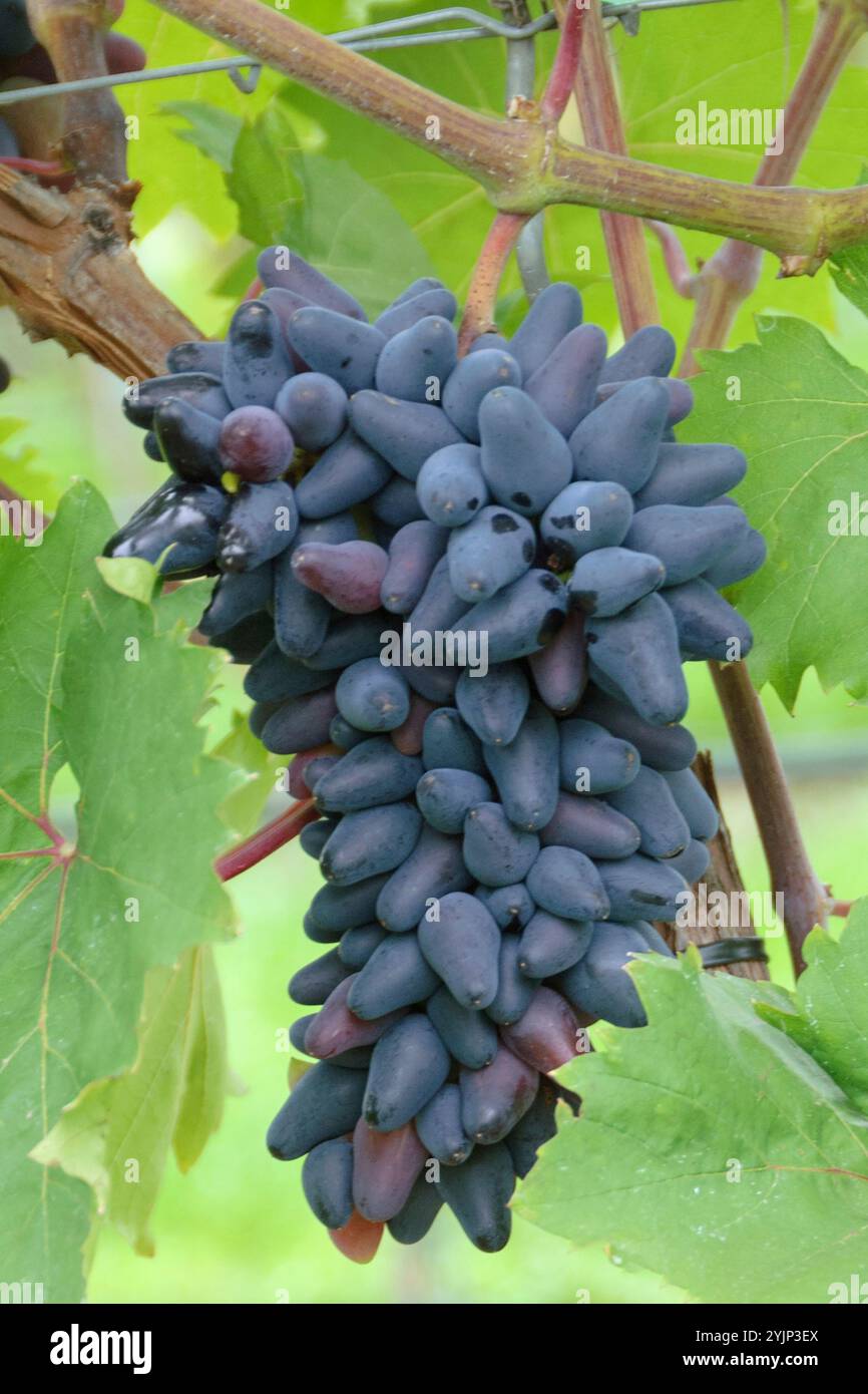 Weinrebe, Vitis Philipp,, grapevine Stock Photo - Alamy