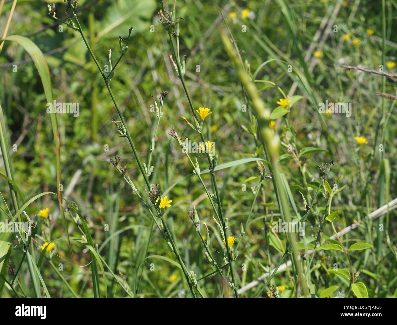 Rush Skeletonweed (Chondrilla juncea Stock Photo - Alamy