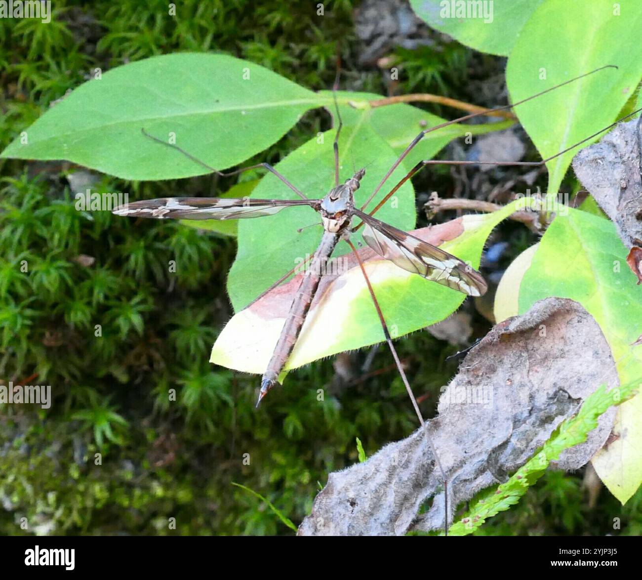 Giant cranefly (Tipula maxima Stock Photo - Alamy