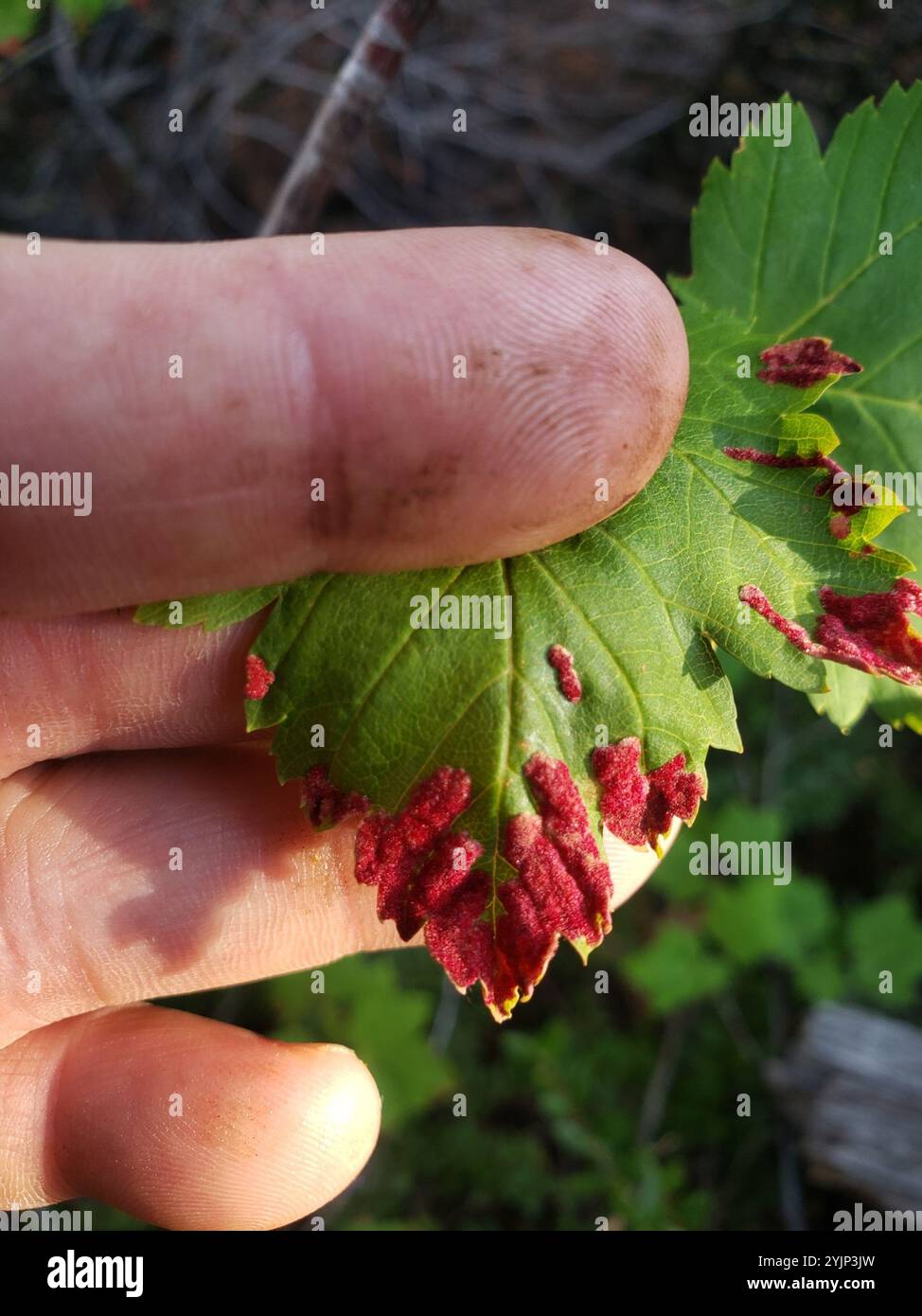 Felt mite hi-res stock photography and images - Alamy