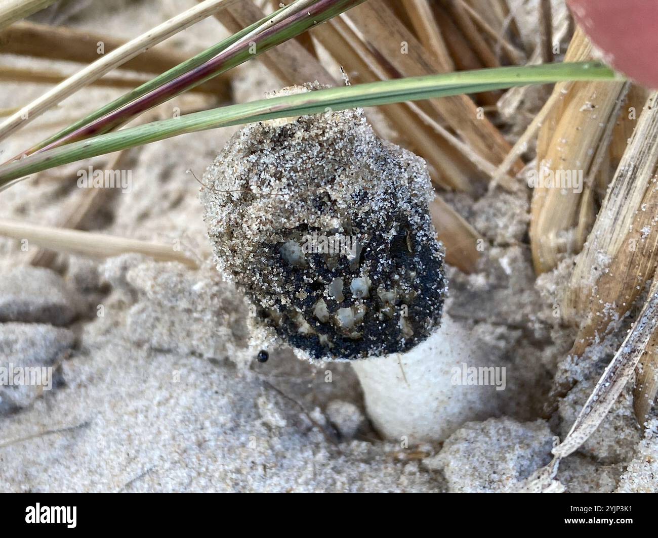 dune stinkhorn (Phallus hadriani Stock Photo - Alamy