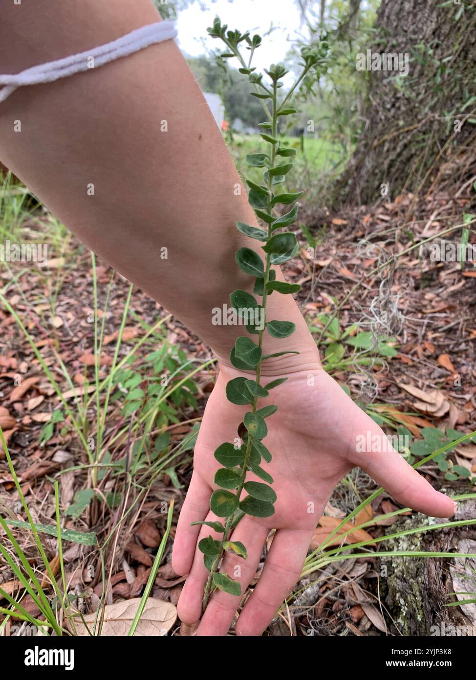 Dixie aster (Sericocarpus tortifolius Stock Photo - Alamy
