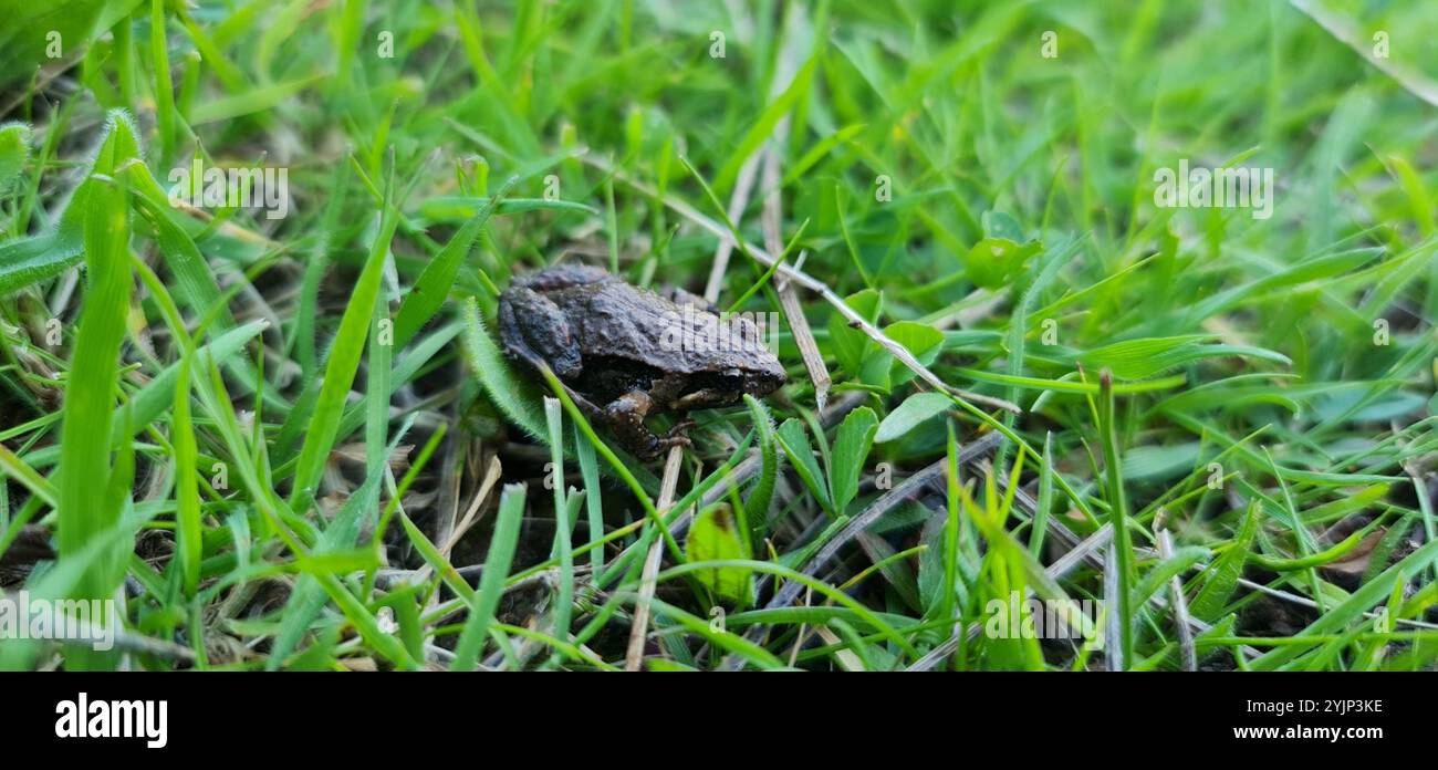 Common Eastern Froglet (Crinia signifera Stock Photo - Alamy