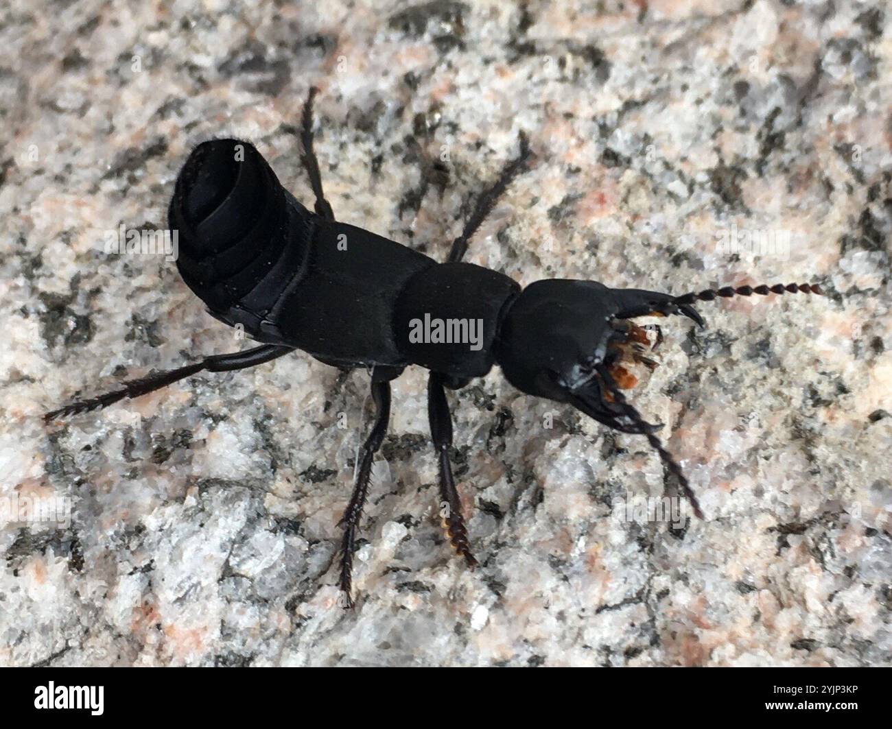 Devil's Coach Horse Beetle (Ocypus olens Stock Photo - Alamy