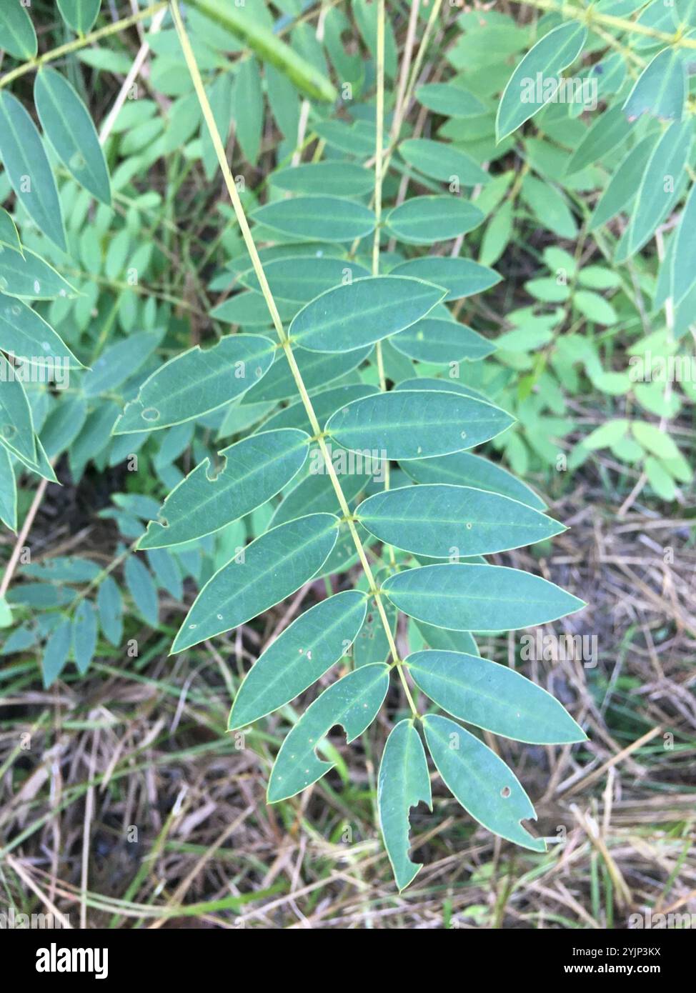 American senna (Senna hebecarpa Stock Photo - Alamy