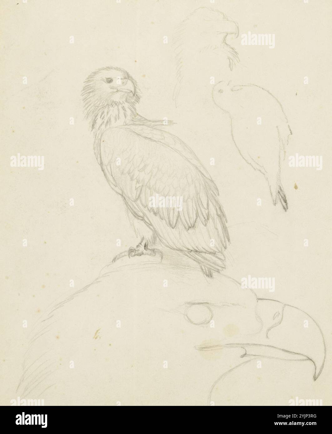 Wright, Ferdinand von, work, Exercise with a sea eagle, pencil, drawing ...