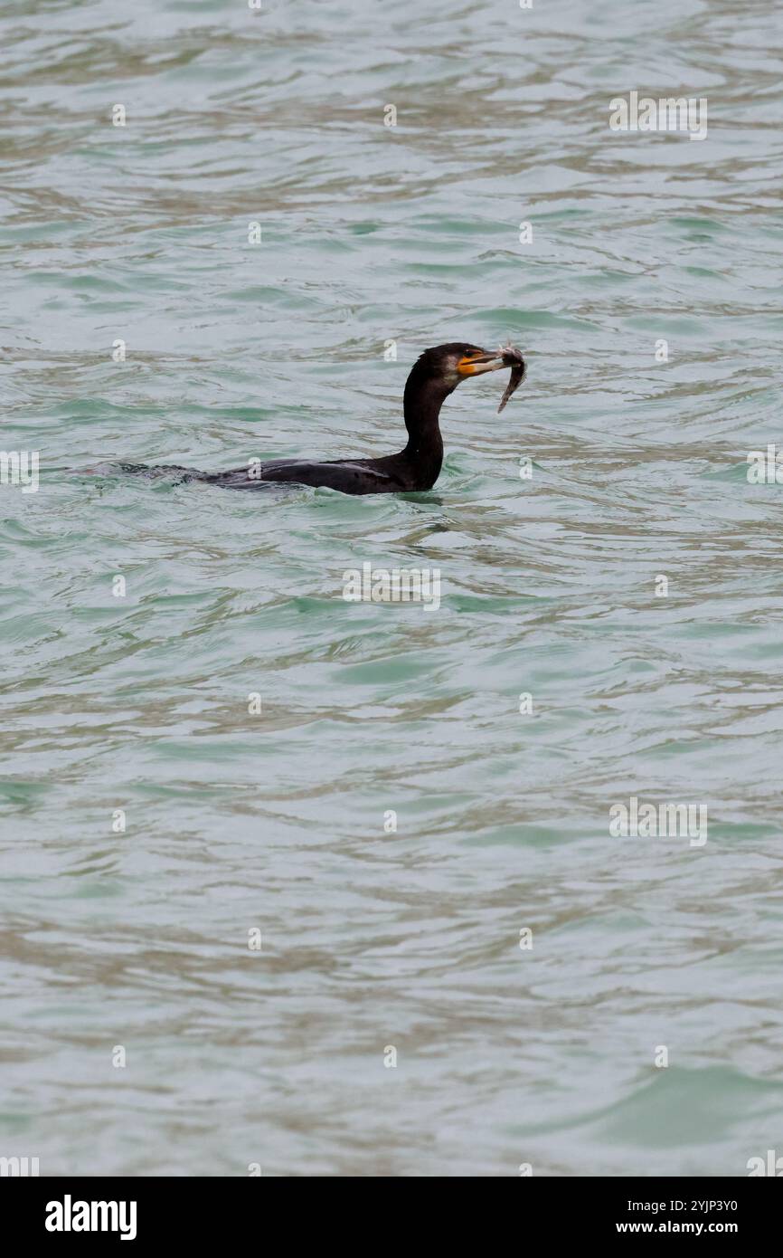 Cormorant Phalacrocorax carbo, in sea with captured fish like common ...