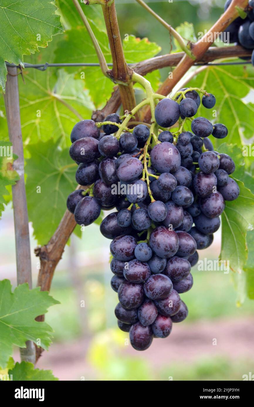 Weinrebe, Vitis Transilvania,, grapevine Stock Photo - Alamy
