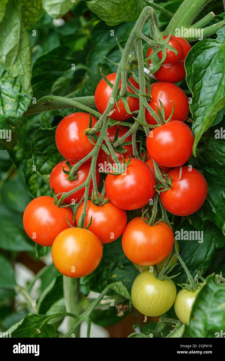 Cocktail-Tomate, Solanum lycopersicum Picolino,, Cocktail tomato Stock ...