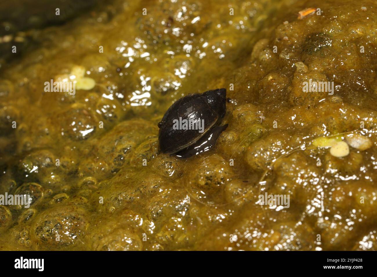 Acute Bladder Snail (Physella acuta Stock Photo - Alamy