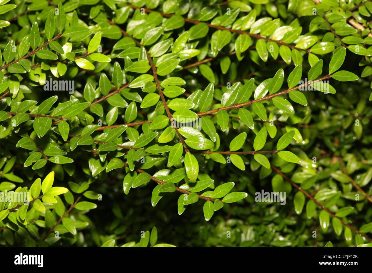 Box-leaved Honeysuckle (Lonicera ligustrina pileata Stock Photo - Alamy