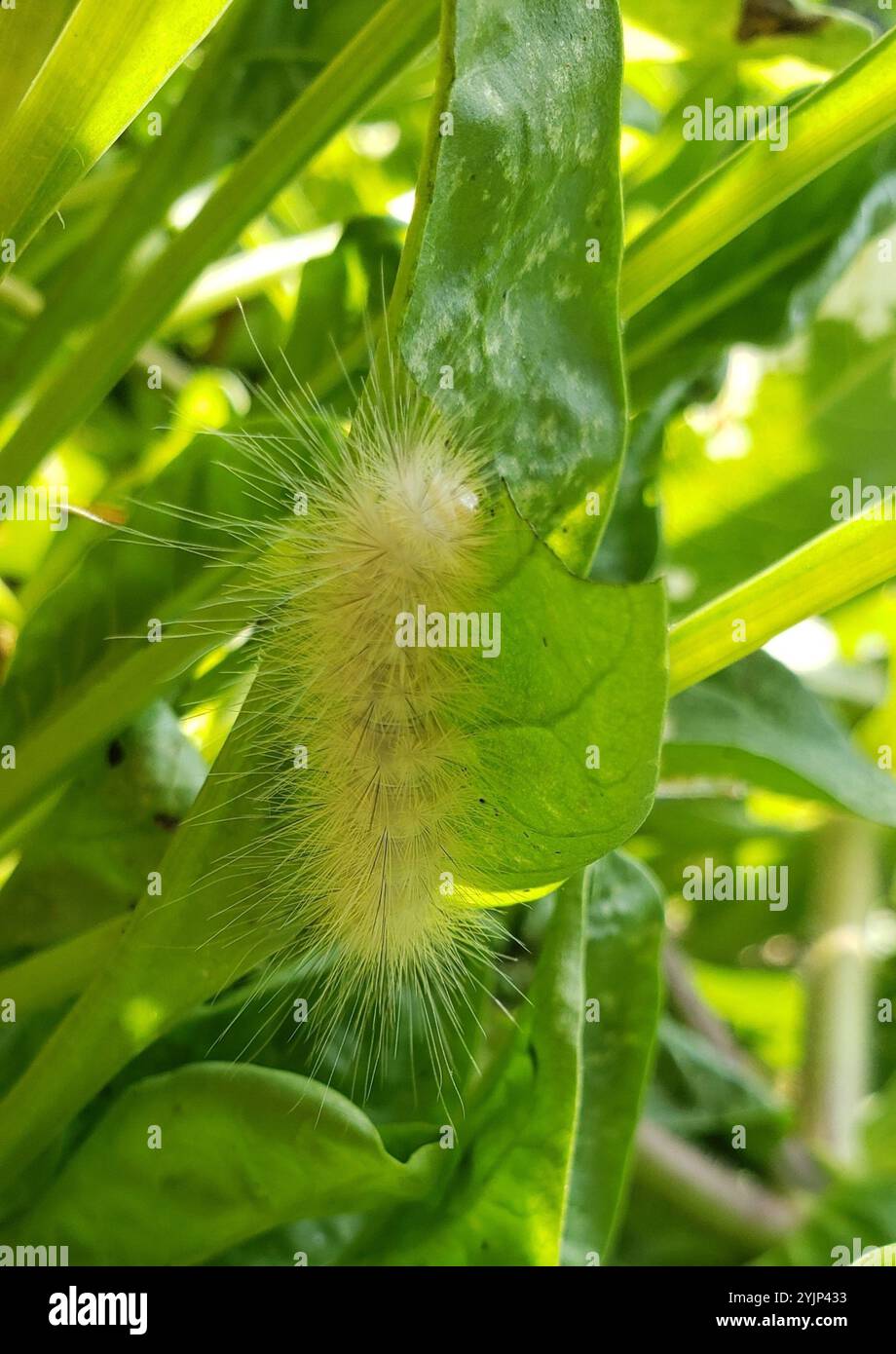 Virginian Tiger Moth (Spilosoma virginica Stock Photo - Alamy