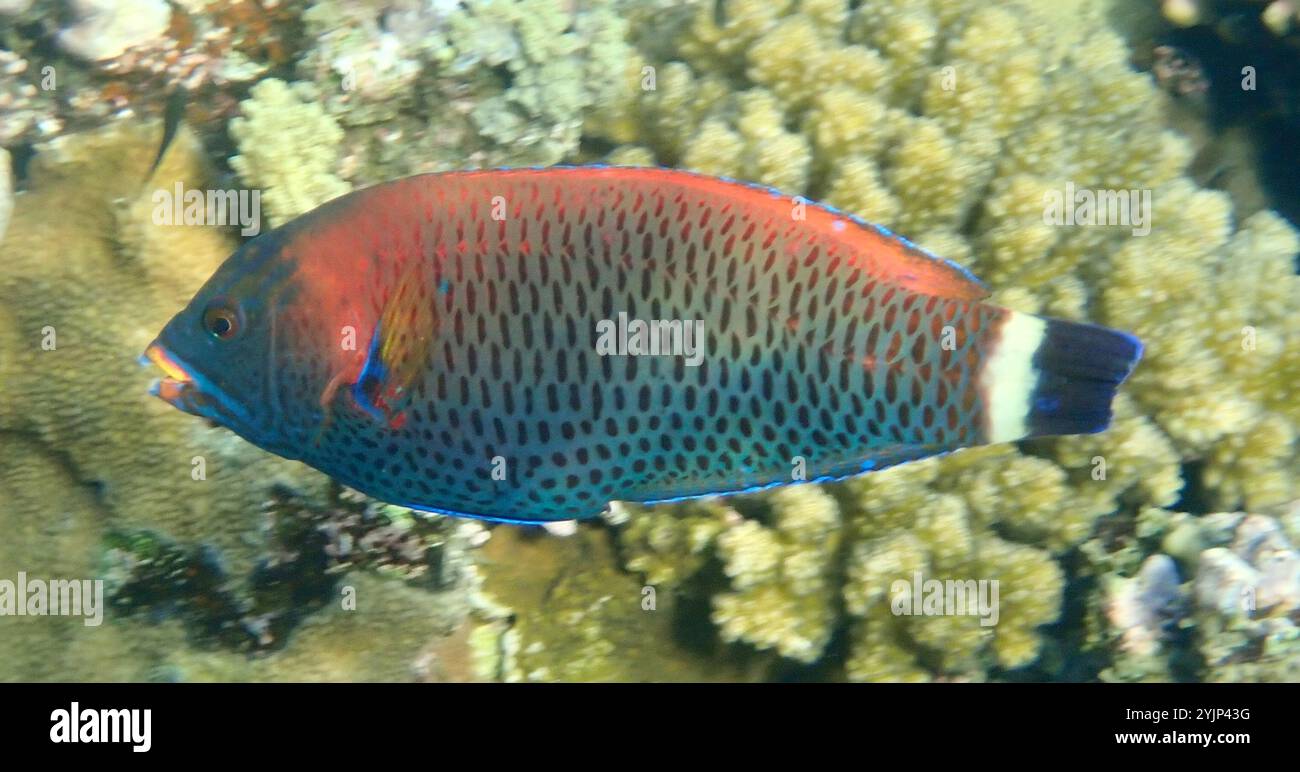 Chiseltooth Wrasse (Pseudodax moluccanus Stock Photo - Alamy