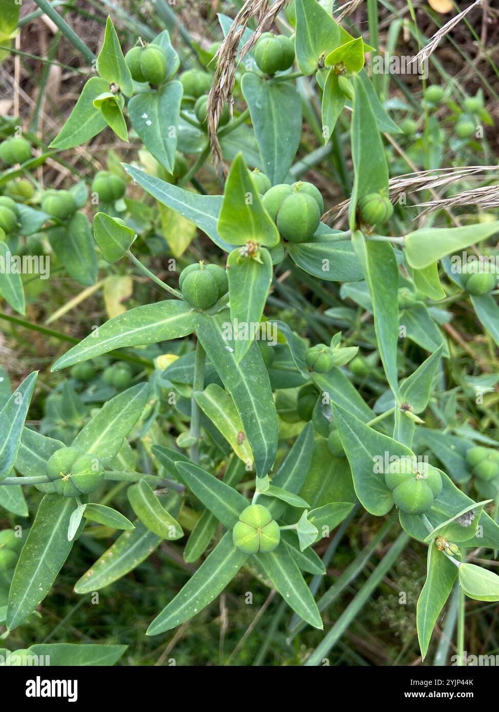 caper spurge (Euphorbia lathyris Stock Photo - Alamy