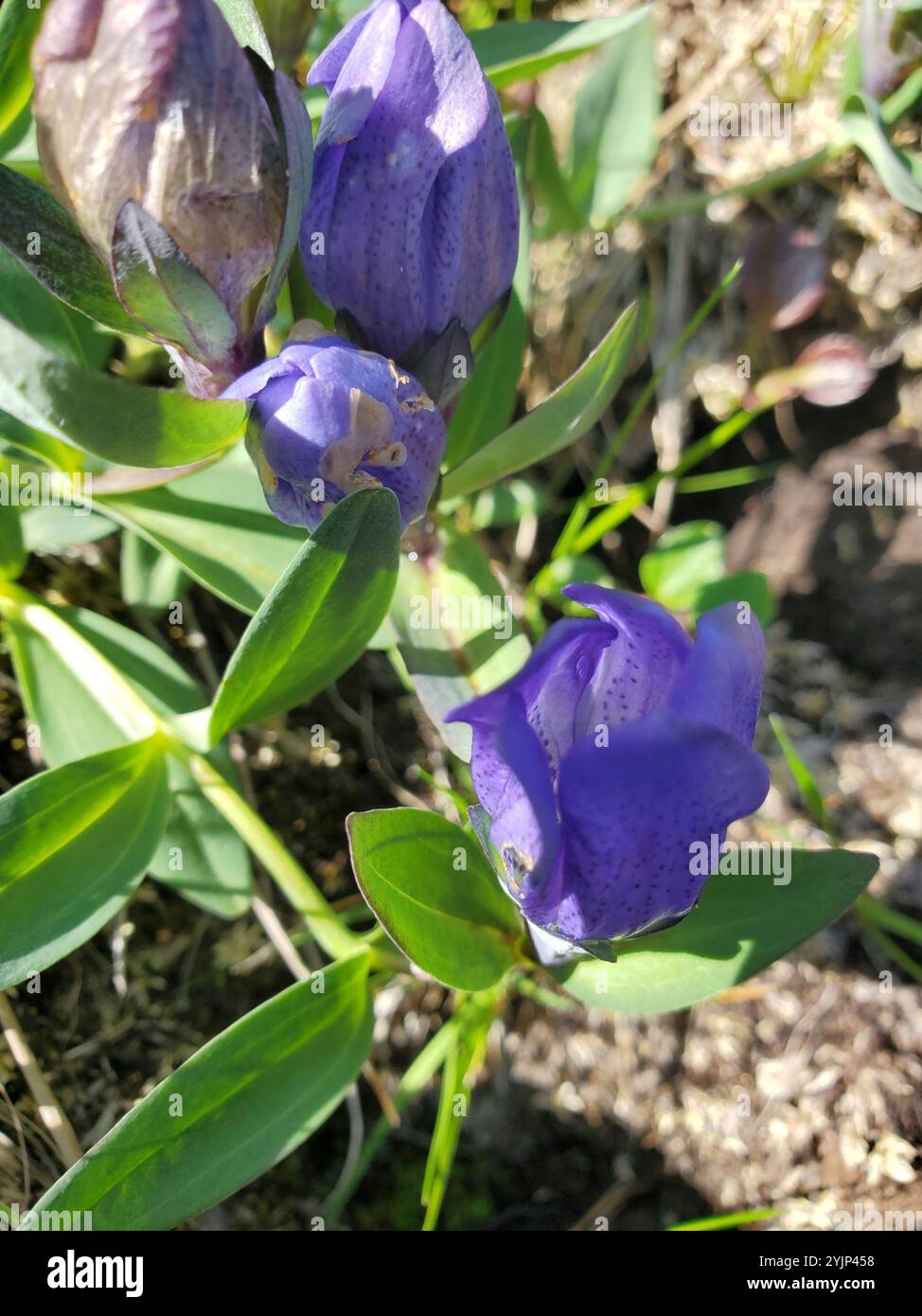 king's scepter gentian (Gentiana sceptrum Stock Photo - Alamy
