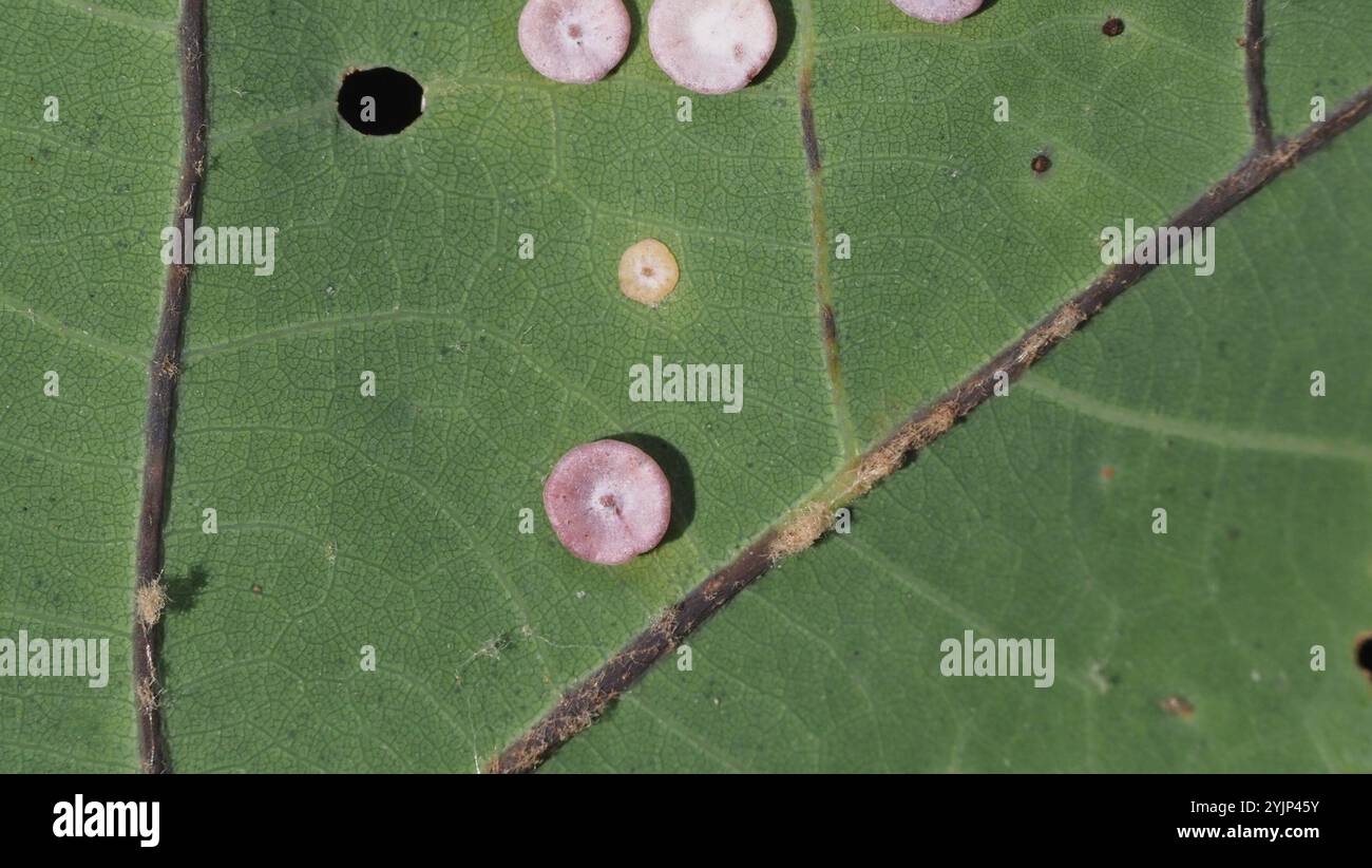 Poculum hi-res stock photography and images - Alamy