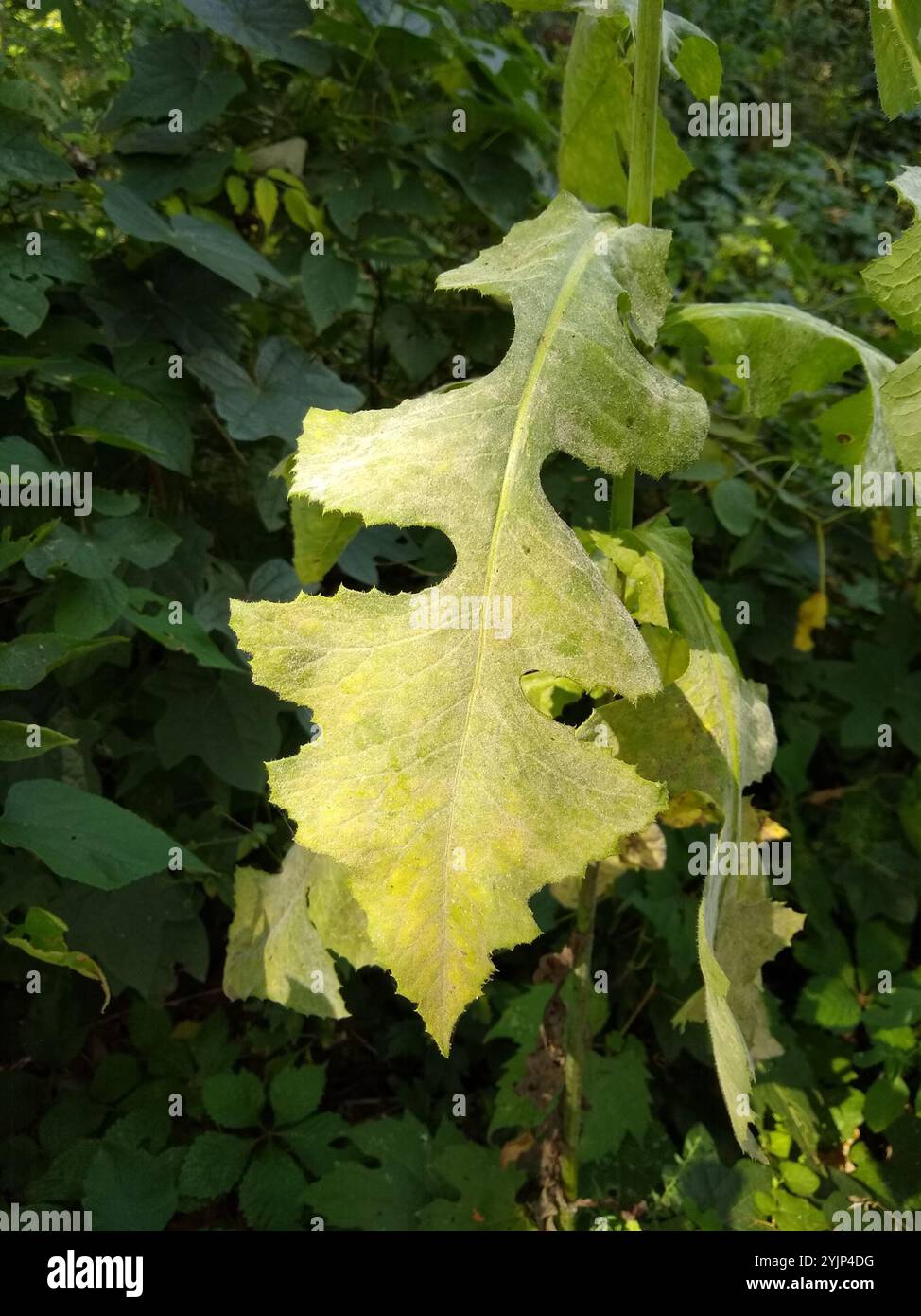 tall blue lettuce (Lactuca biennis Stock Photo - Alamy