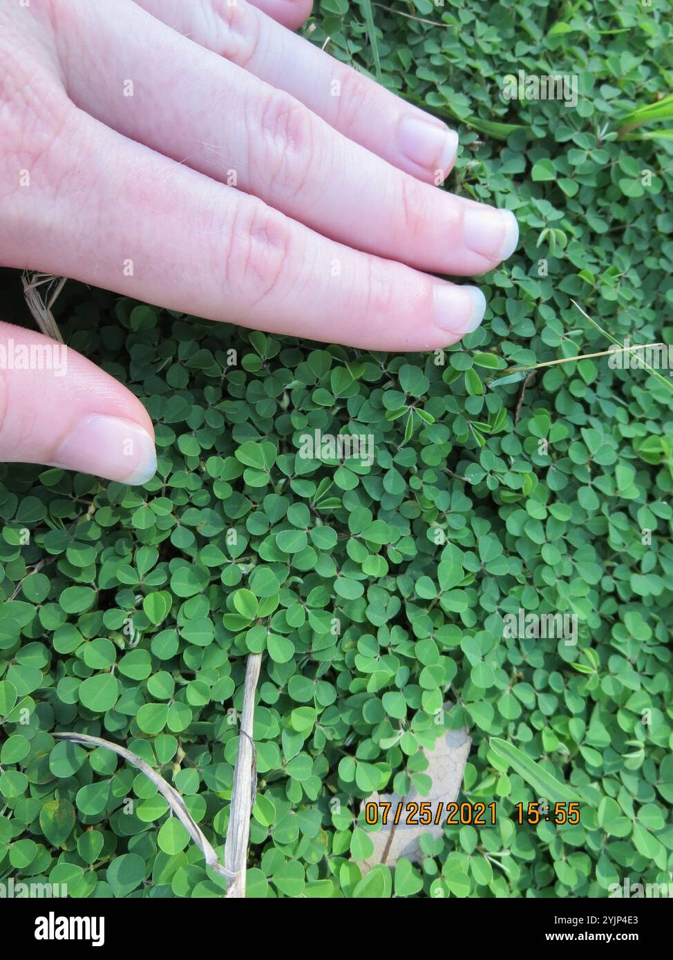creeping tick trefoil (Grona triflora Stock Photo - Alamy