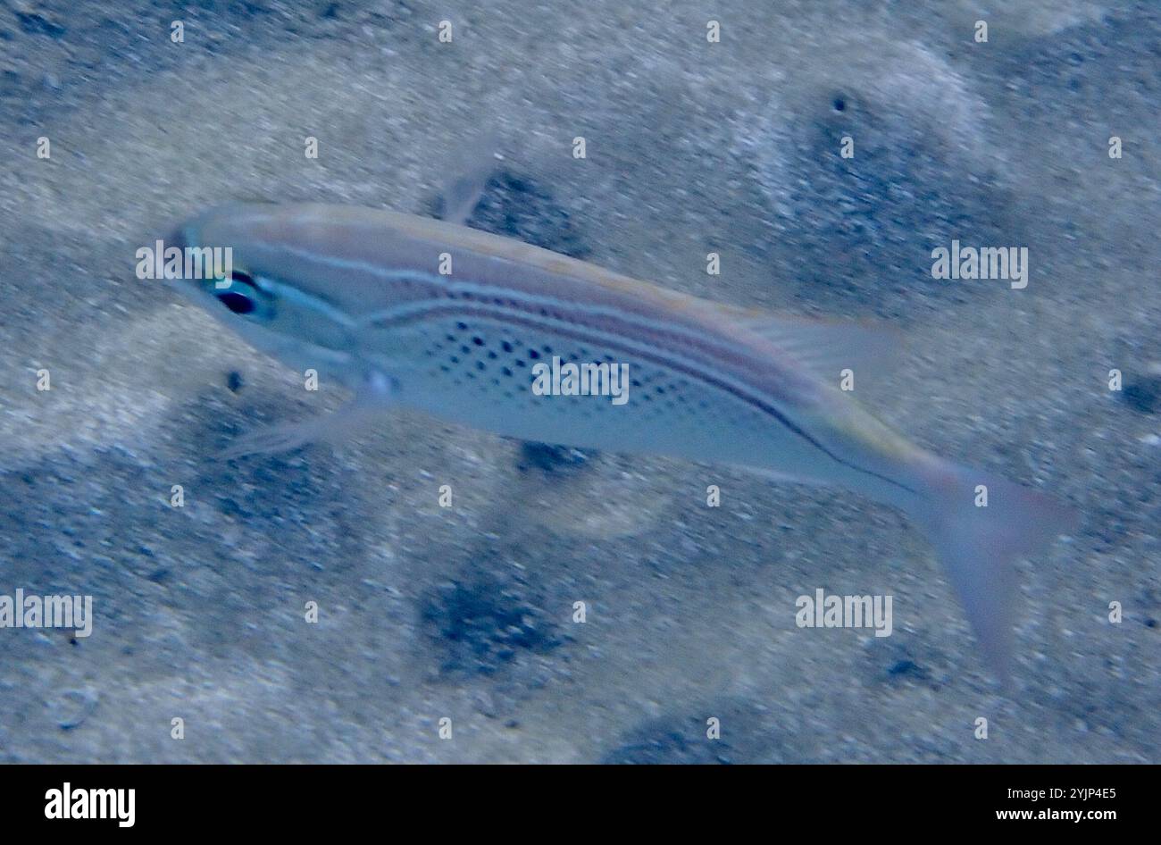 Arabian Monocle Bream (Scolopsis ghanam Stock Photo - Alamy
