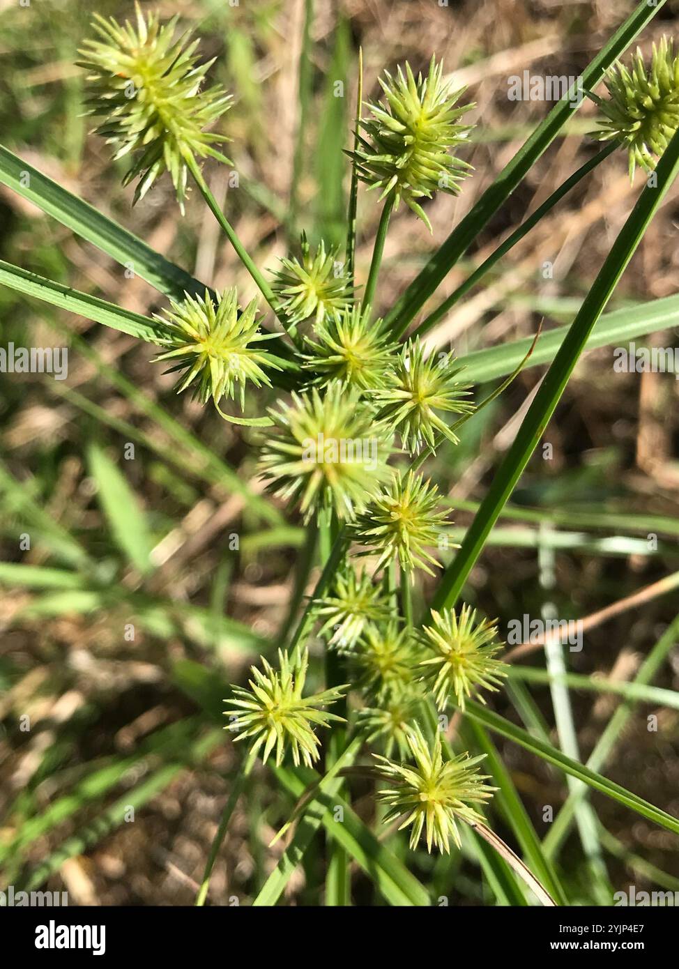 Baldwin's Flatsedge (Cyperus croceus Stock Photo - Alamy