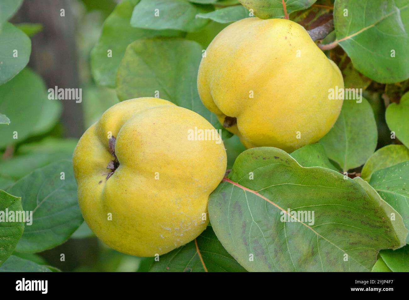 Apfel-Quitte, Cydonia oblonga Konstantinopeler,, Apple quince, Cydonia ...