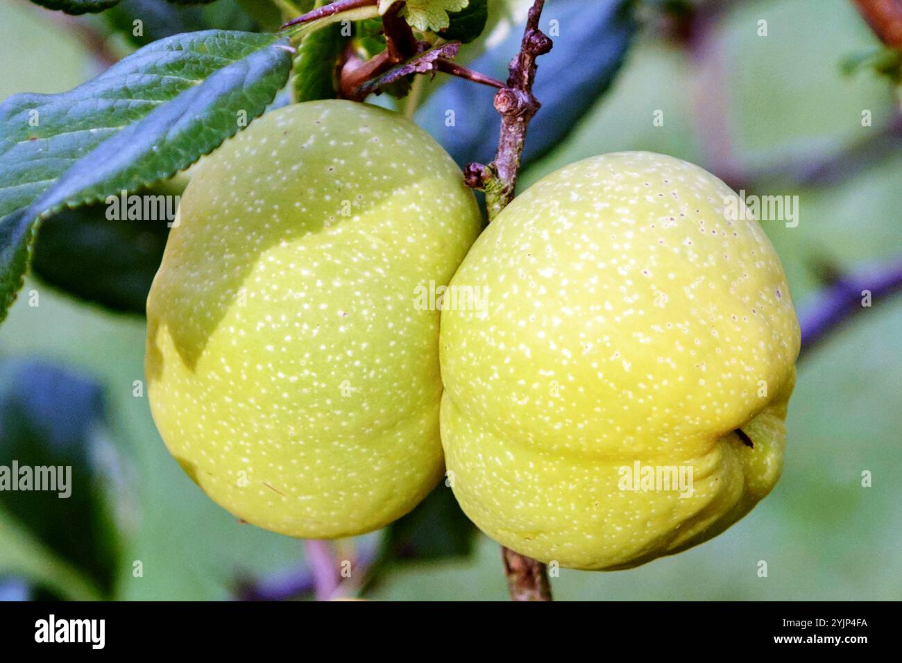 Chinesische Zierquitte, Chaenomeles speciosa,, Chinese flowering quince ...