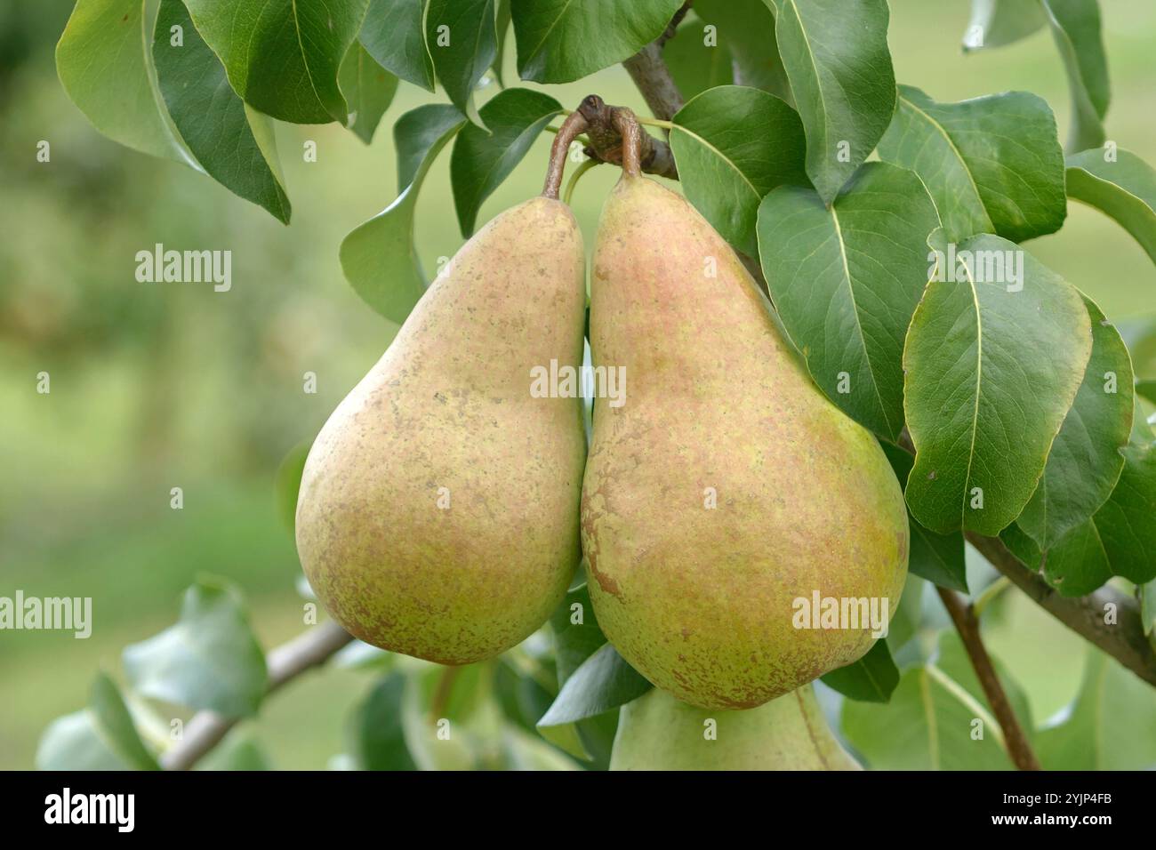 Concorde with branch hi-res stock photography and images - Alamy