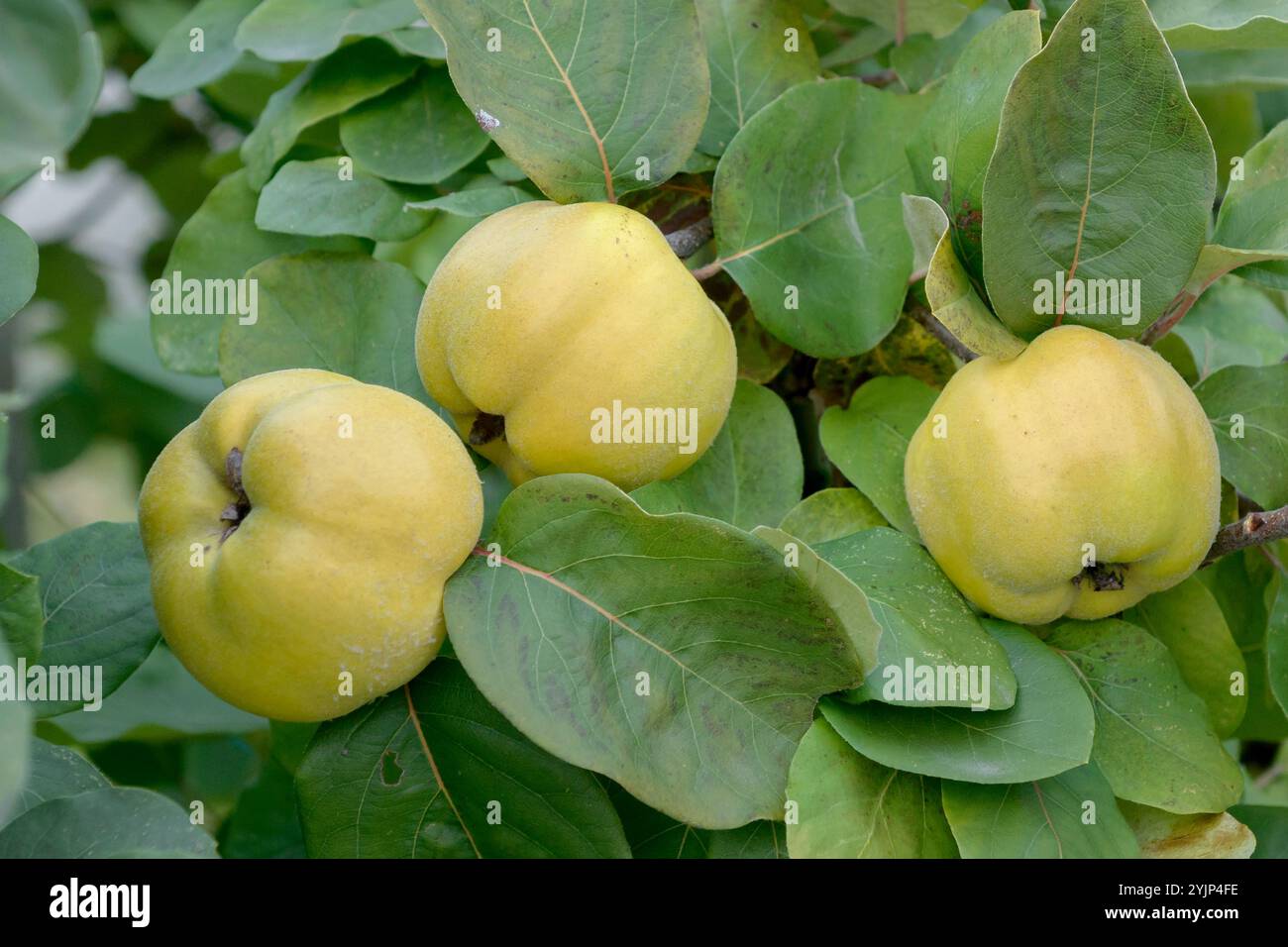 Apfel-Quitte, Cydonia oblonga Konstantinopeler,, Apple quince, Cydonia ...
