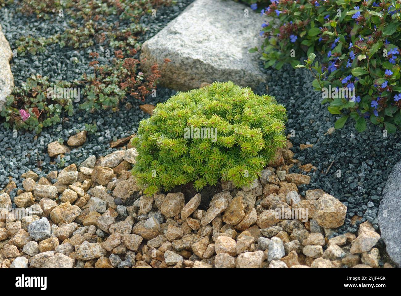 Zwerg-Koreatanne, Abies koreana Cis, Dwarf Korea fir, Abies koreana cis ...