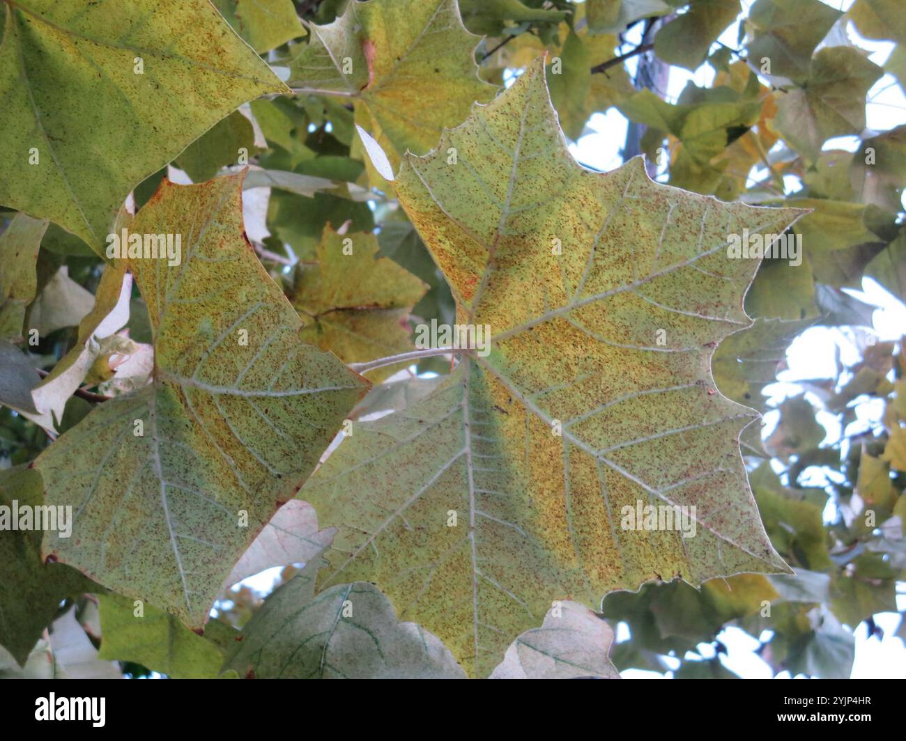 American sycamore (Platanus occidentalis Stock Photo - Alamy