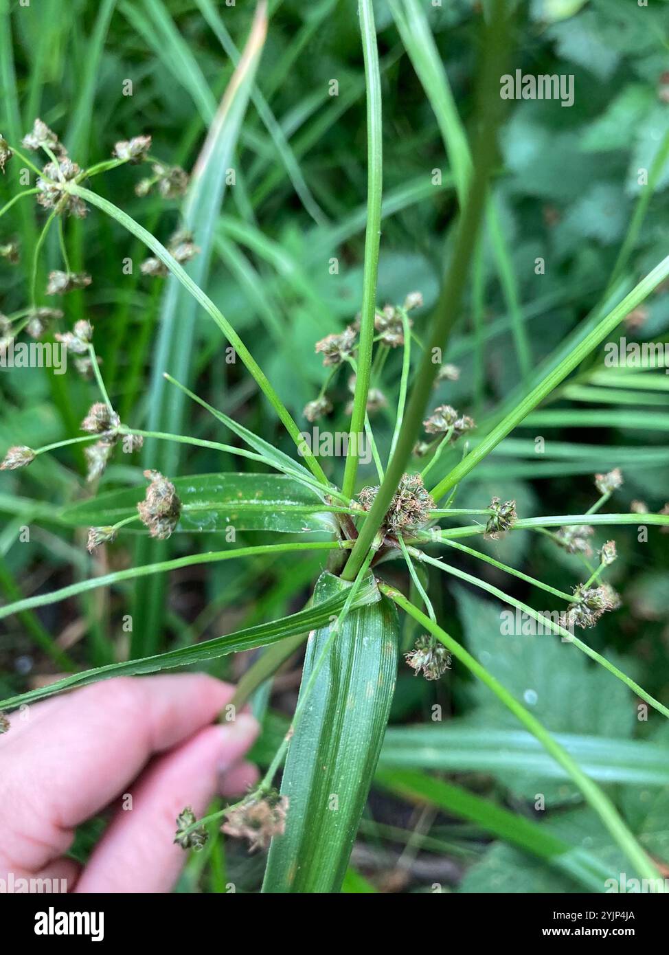 Panicled Bulrush (Scirpus microcarpus Stock Photo - Alamy