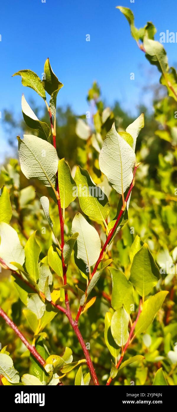Tea-leaved Willow (Salix phylicifolia Stock Photo - Alamy