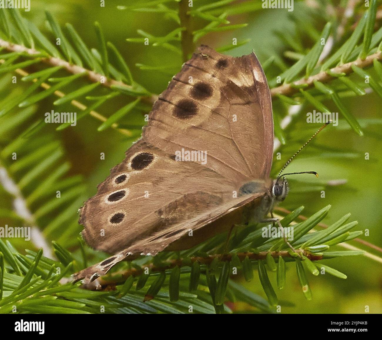 Northern Pearly-eye (Lethe anthedon Stock Photo - Alamy