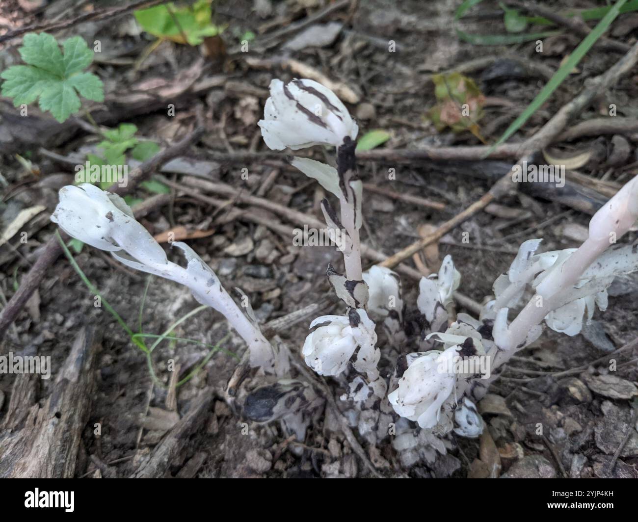 Ghost Pipe (Monotropa uniflora Stock Photo - Alamy