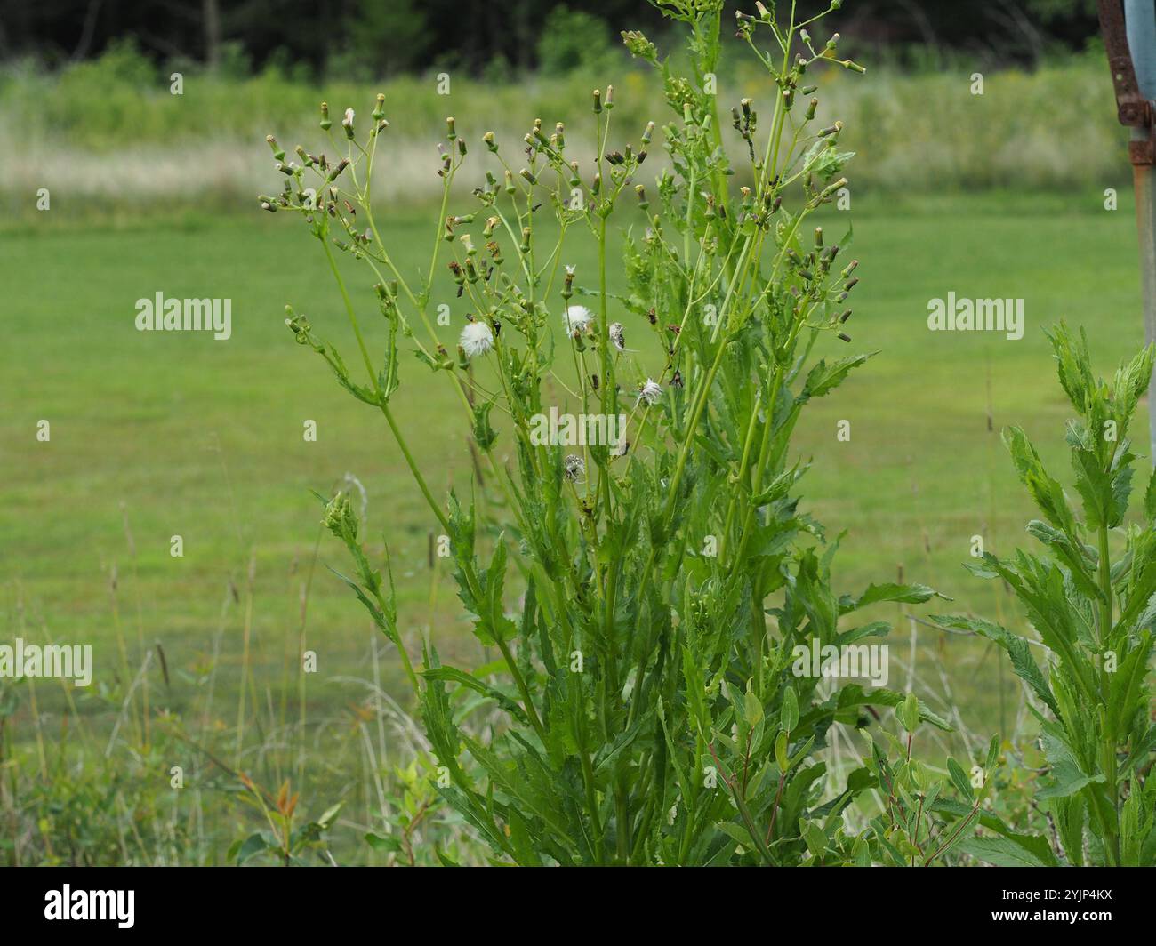 American burnweed (Erechtites hieraciifolius Stock Photo - Alamy