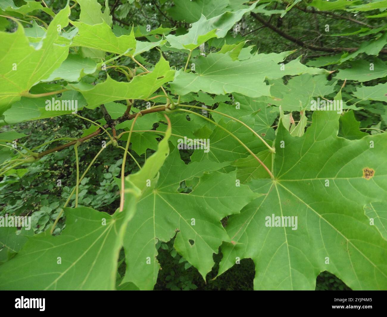 Norway maple (Acer platanoides Stock Photo - Alamy