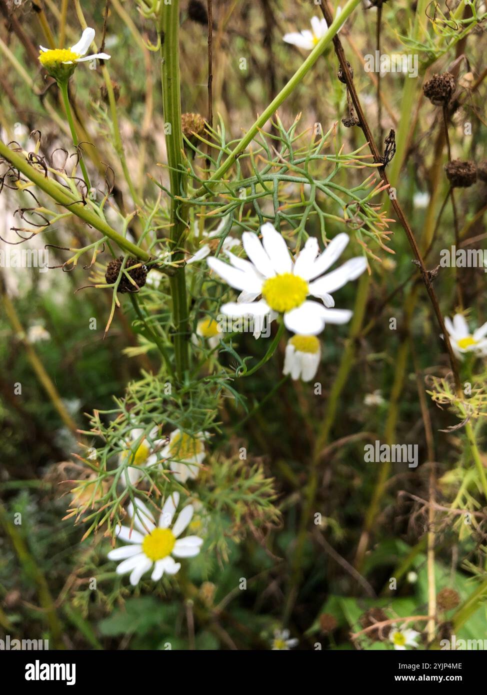 scentless mayweed (Tripleurospermum inodorum Stock Photo - Alamy