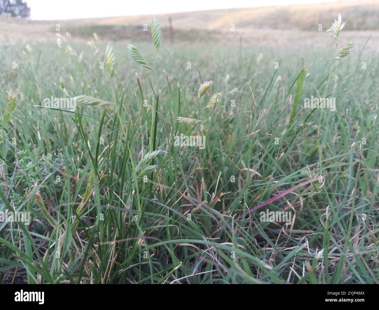 buffalograss (Bouteloua dactyloides Stock Photo - Alamy