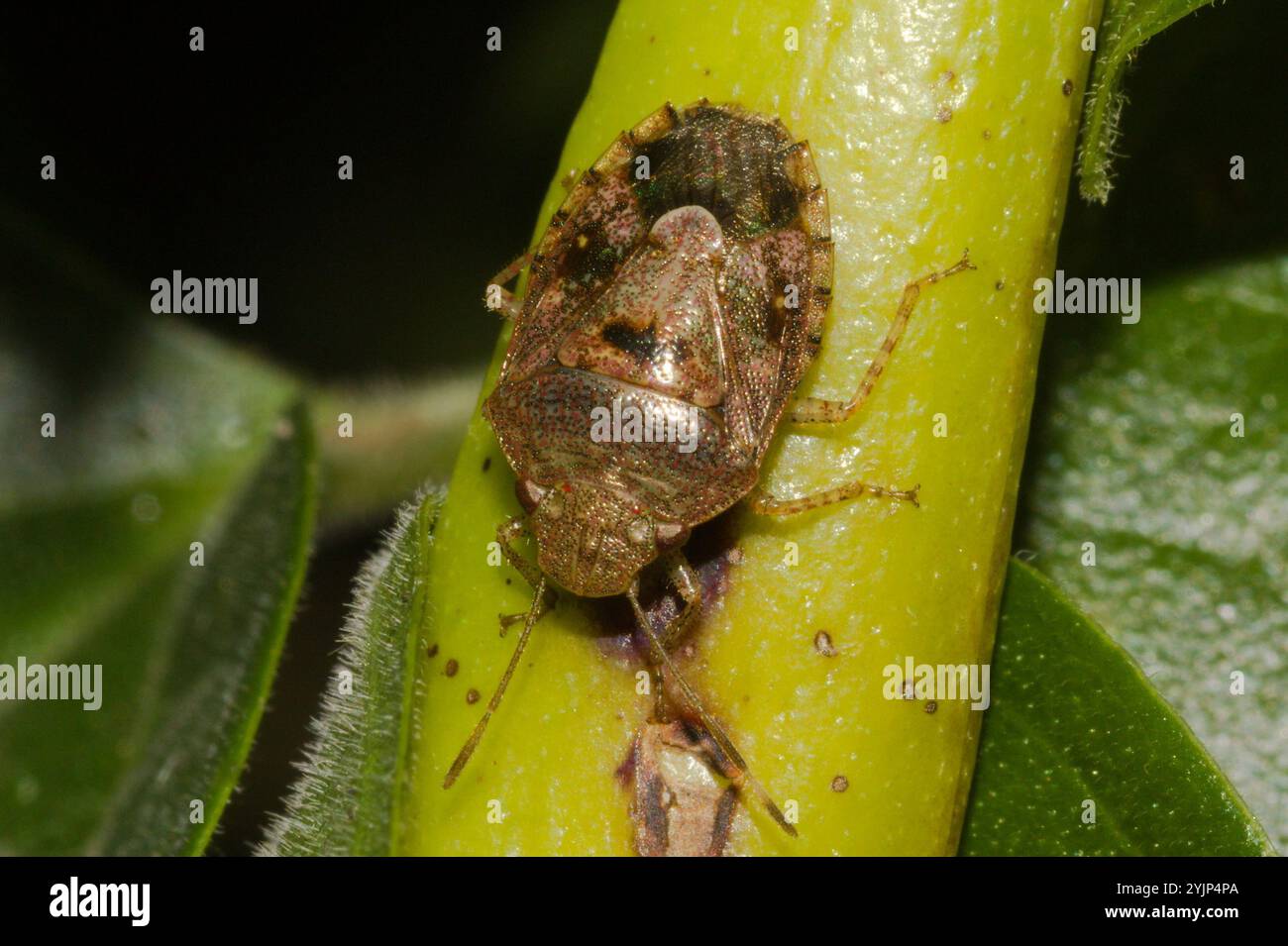 Stink Bugs (Pentatomidae Stock Photo - Alamy