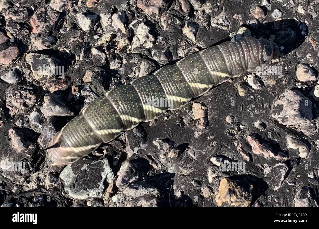Five-spotted Hawk Moth (Manduca quinquemaculatus Stock Photo - Alamy
