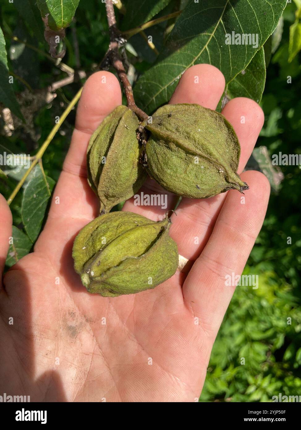 water hickory (Carya aquatica Stock Photo - Alamy