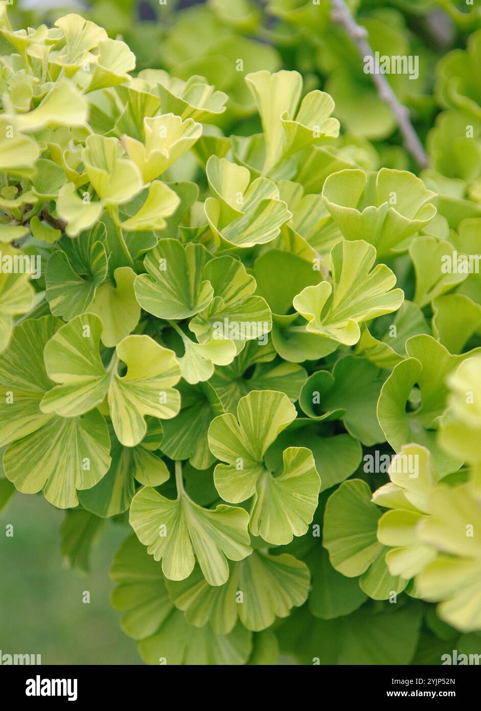 Gelblaubiger Ginkgo, Ginkgo biloba Pévé Maribo, Gelblaubiger Ginkgo ...