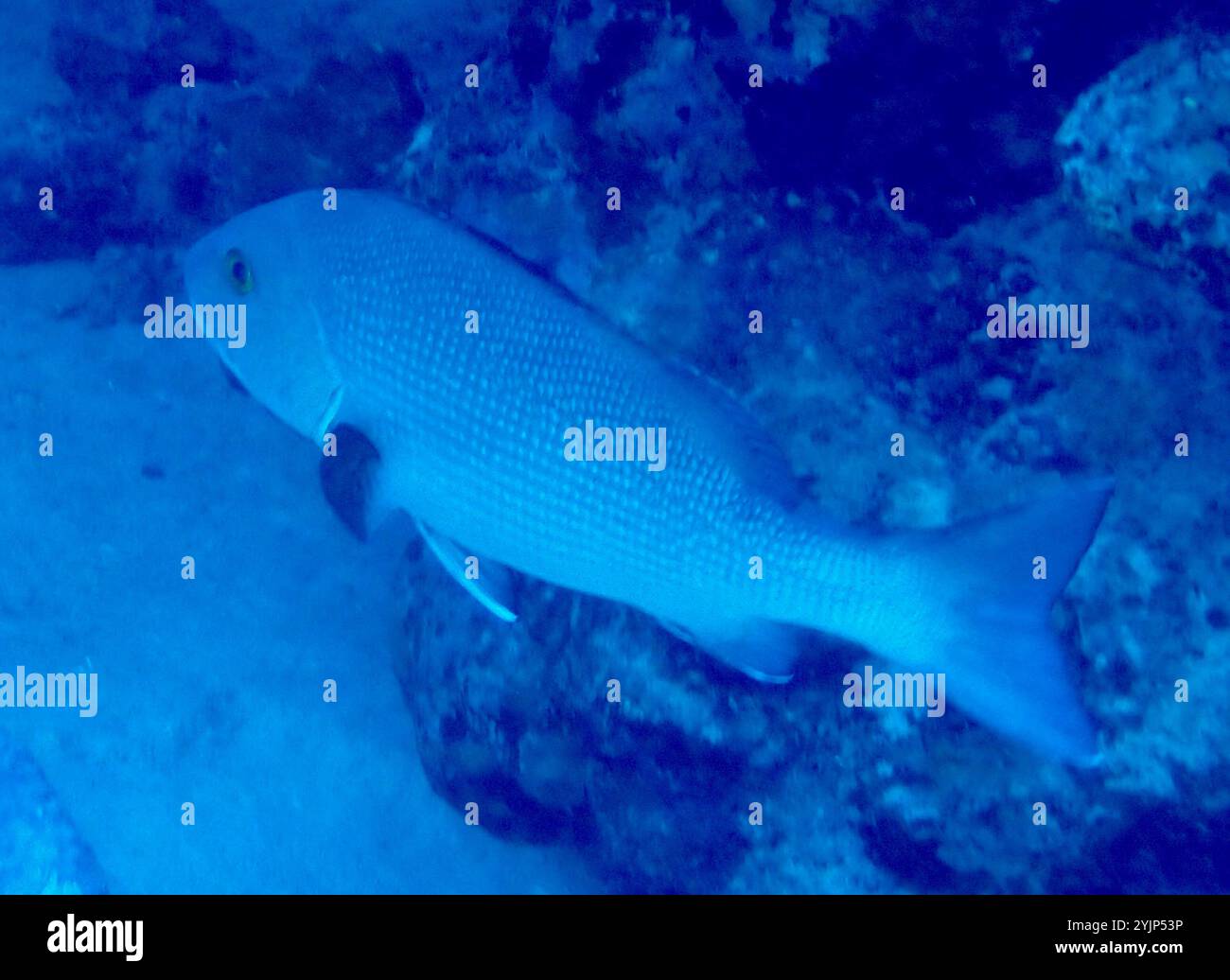 Two-spot Red Snapper (Lutjanus bohar Stock Photo - Alamy