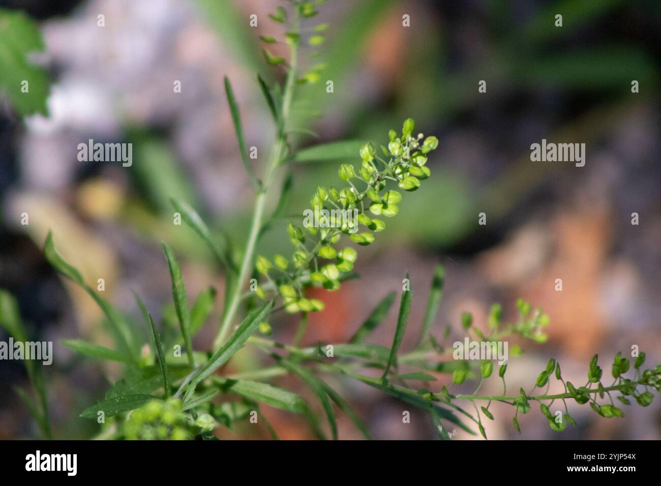 Virginia pepperweed (Lepidium virginicum Stock Photo - Alamy
