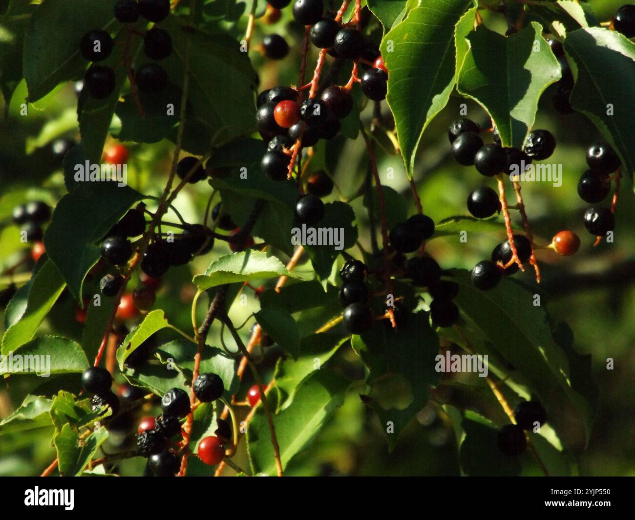 chokecherry (Prunus virginiana Stock Photo - Alamy